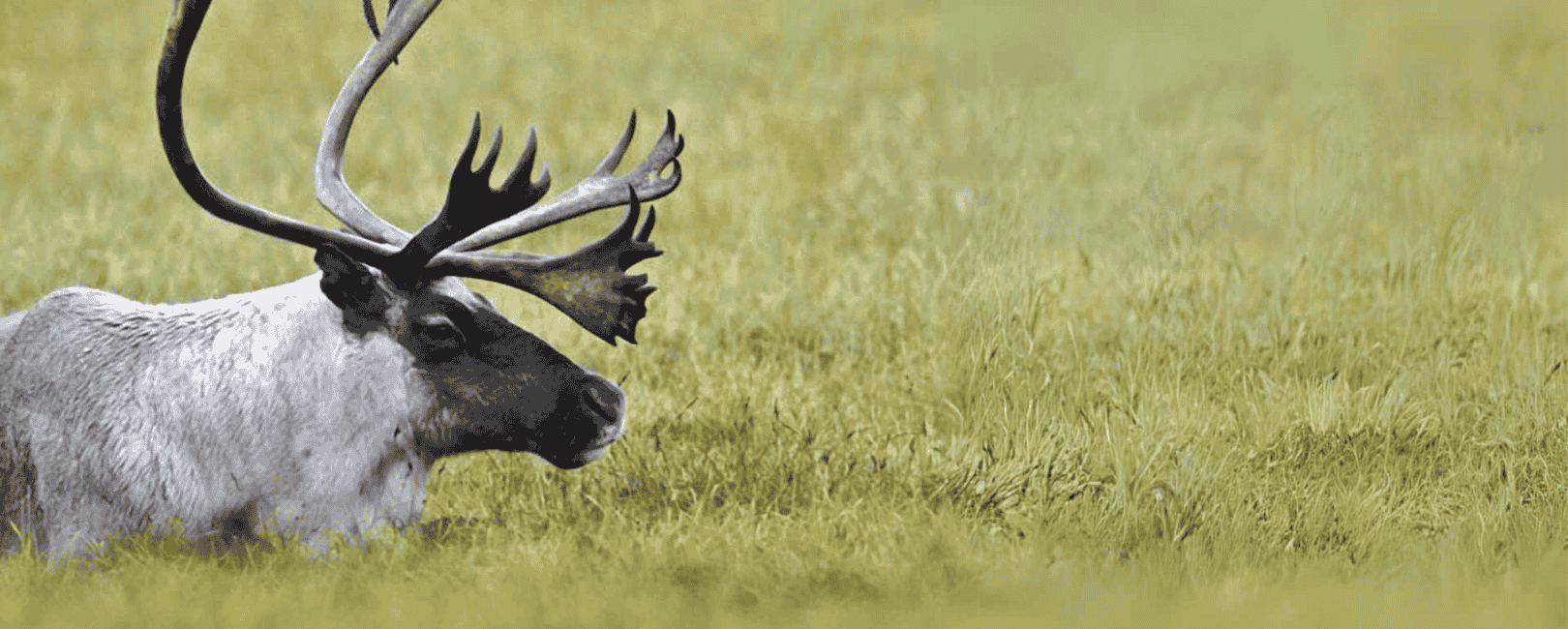 FAQ - Caribou Auto Rentals